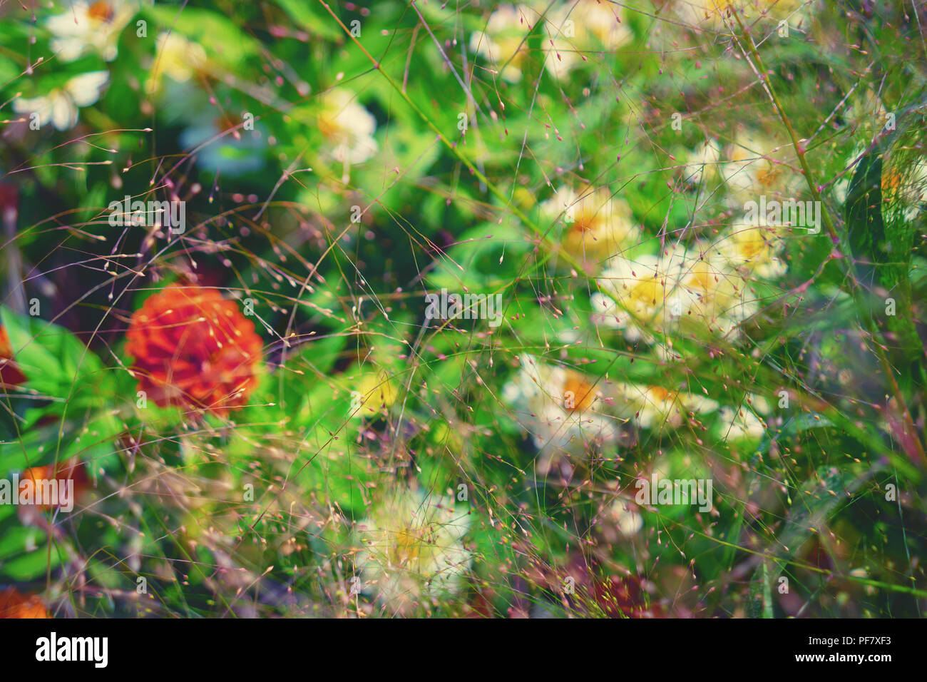 Background of different summer flowers Stock Photo - Alamy