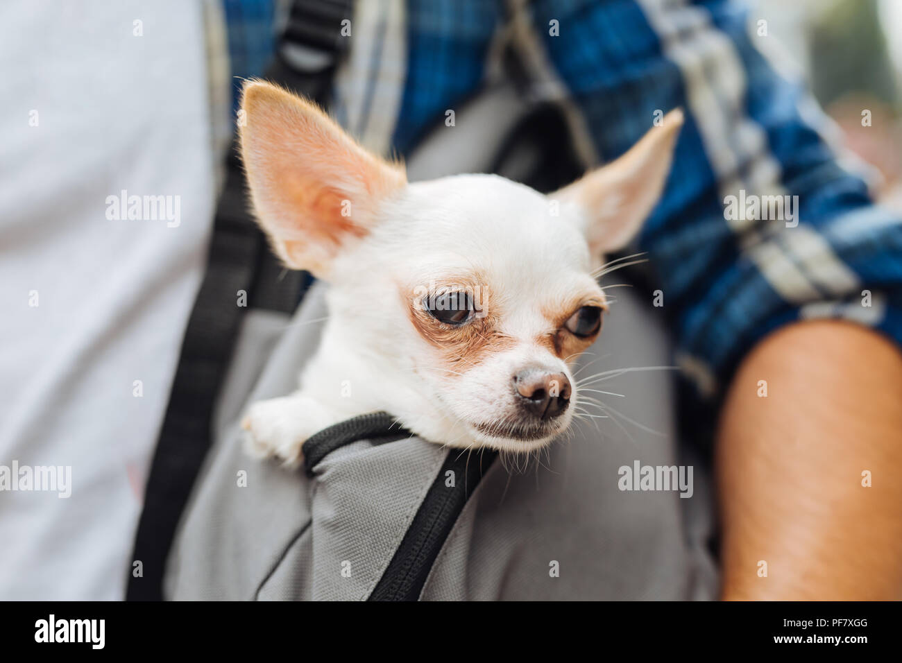 Cute funny little dog sitting in light grey backpack Stock Photo - Alamy