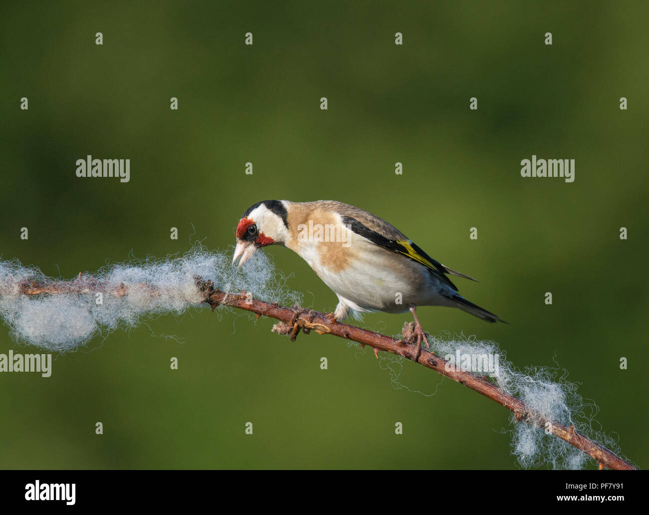 European Goldfinch, Carduelis carduelis, collecting wool from bramble ...