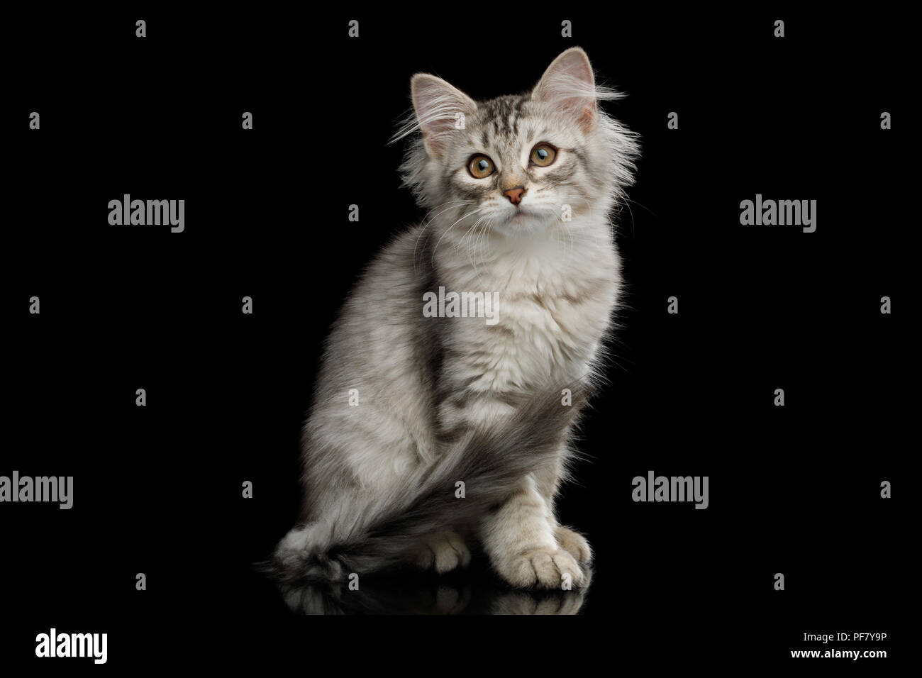 Silver Tabby Siberian kitten with furry coat sitting and stare on ...