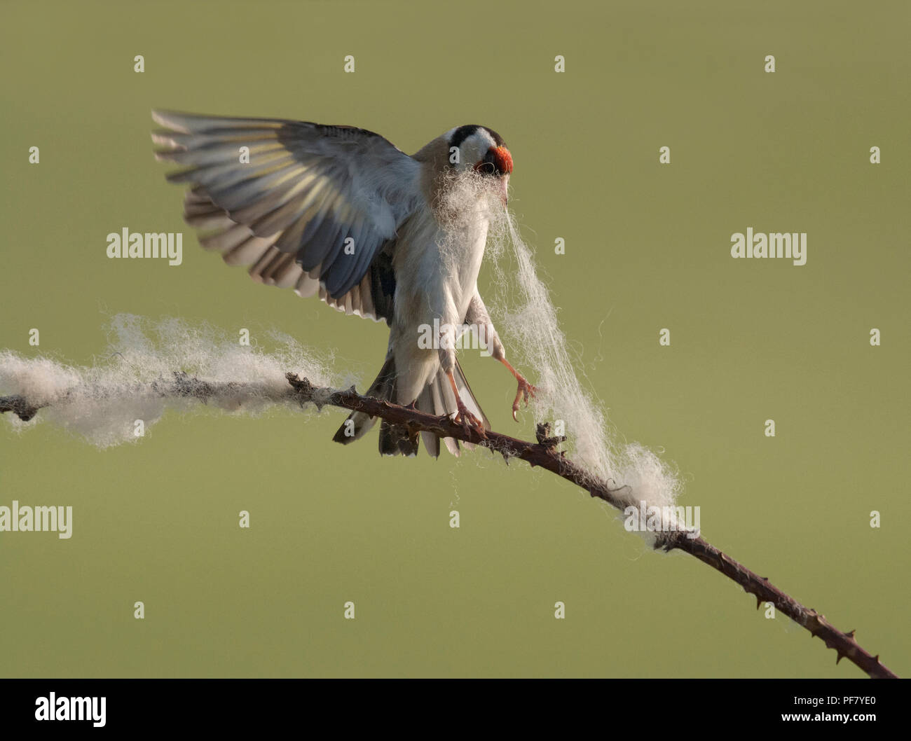 European Goldfinch, Carduelis carduelis, collecting wool from bramble ...