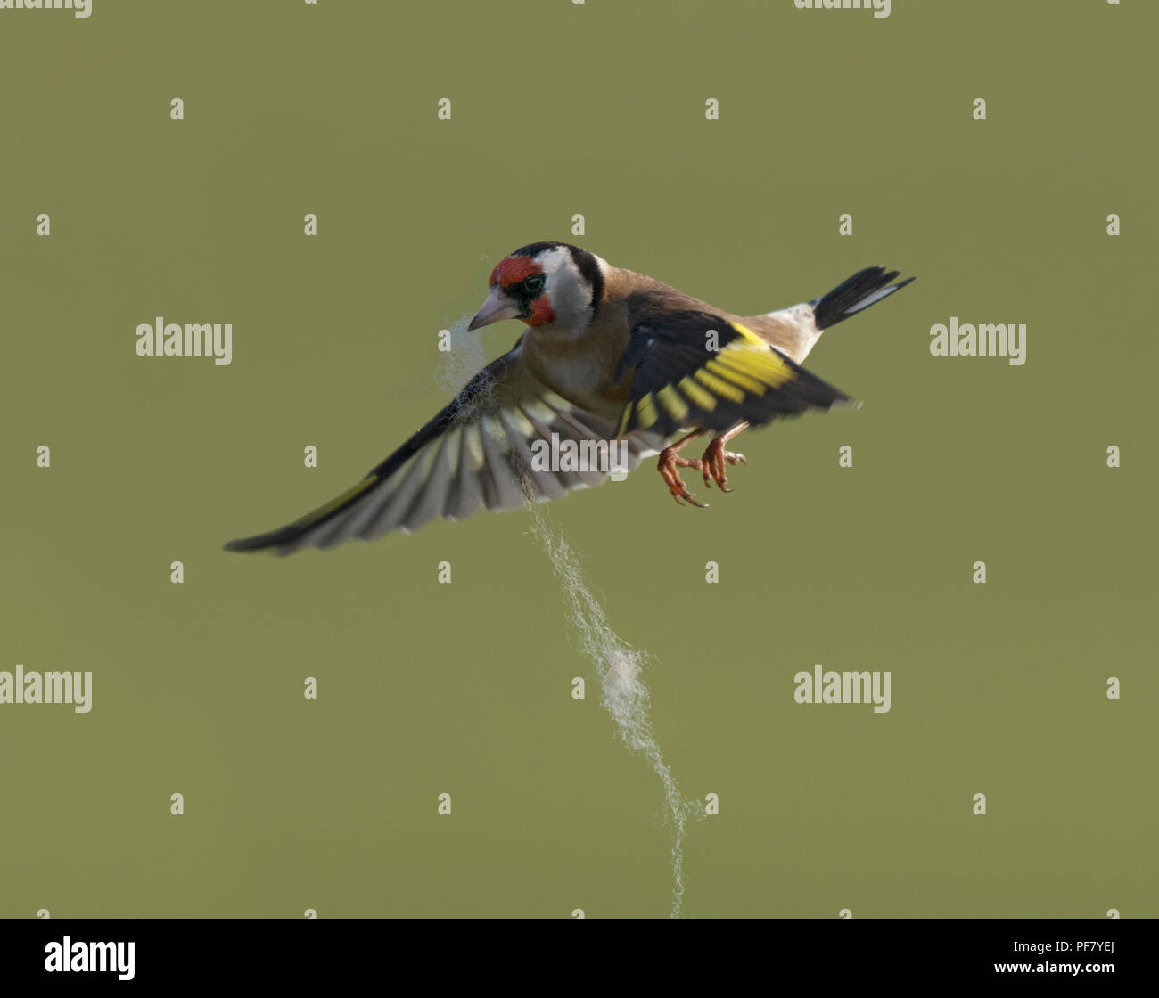 European Goldfinch, Carduelis carduelis, collecting wool from bramble ...