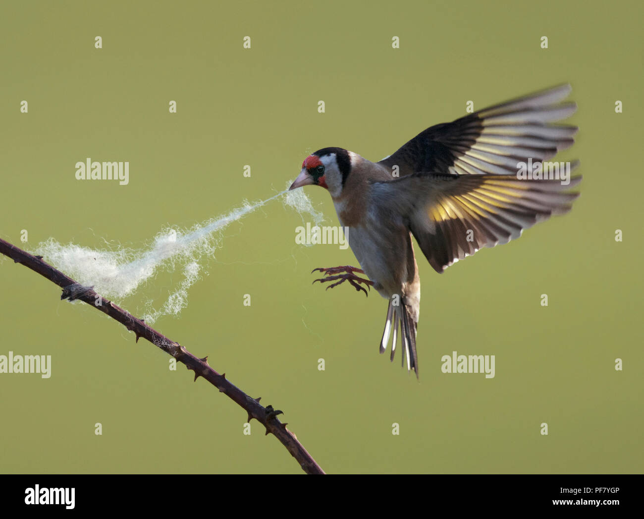 European Goldfinch, Carduelis carduelis, collecting wool from bramble ...
