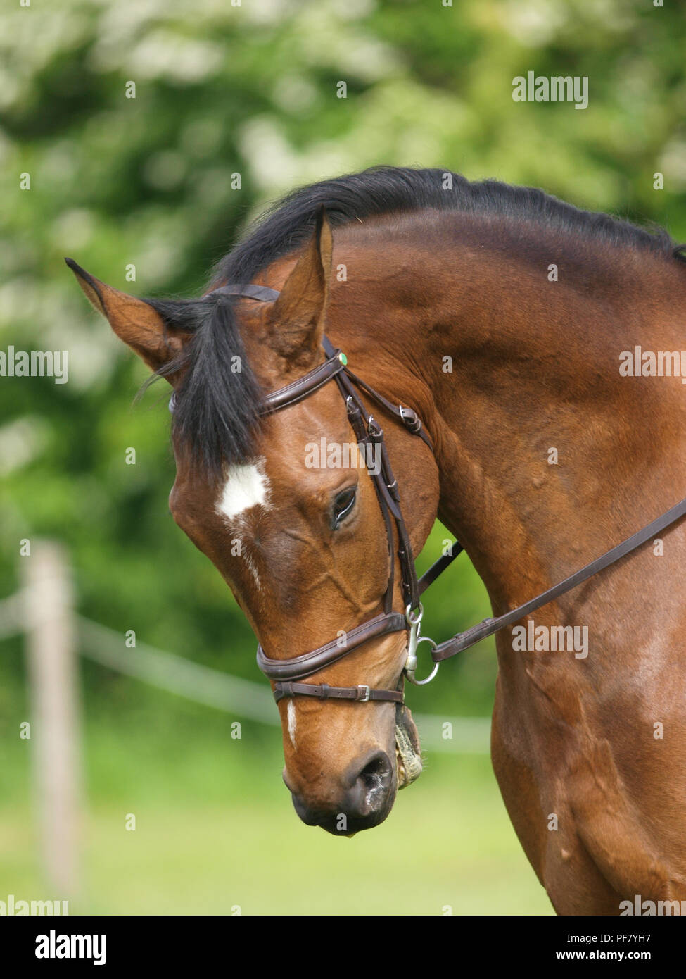 A head shot of a horse during a dressage competition Stock Photo - Alamy