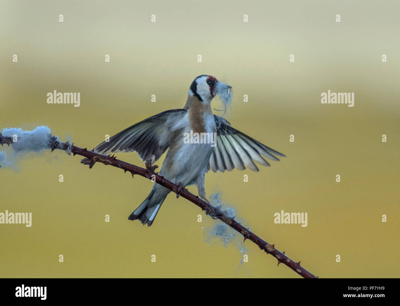 European Goldfinch, Carduelis carduelis, collecting wool from bramble ...