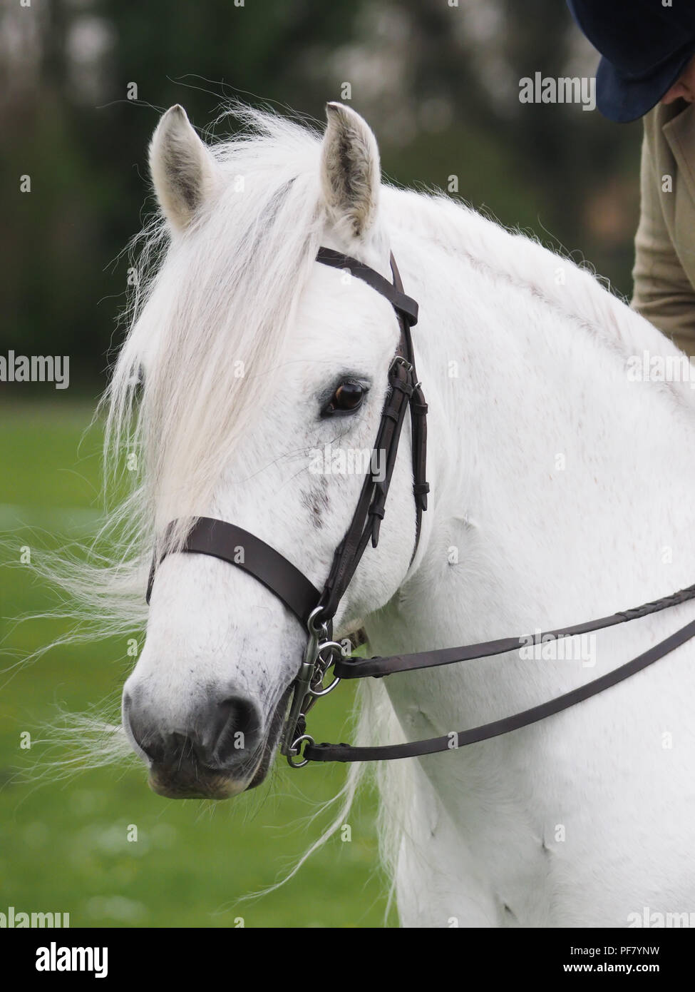 Highland show pony hi-res stock photography and images - Alamy