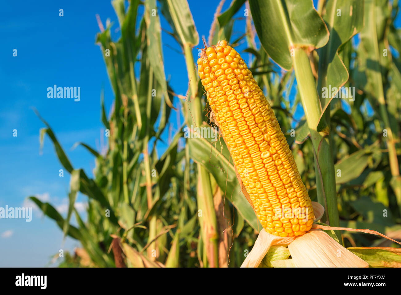 Ripe corn on the cob in cultivated field Stock Photo - Alamy