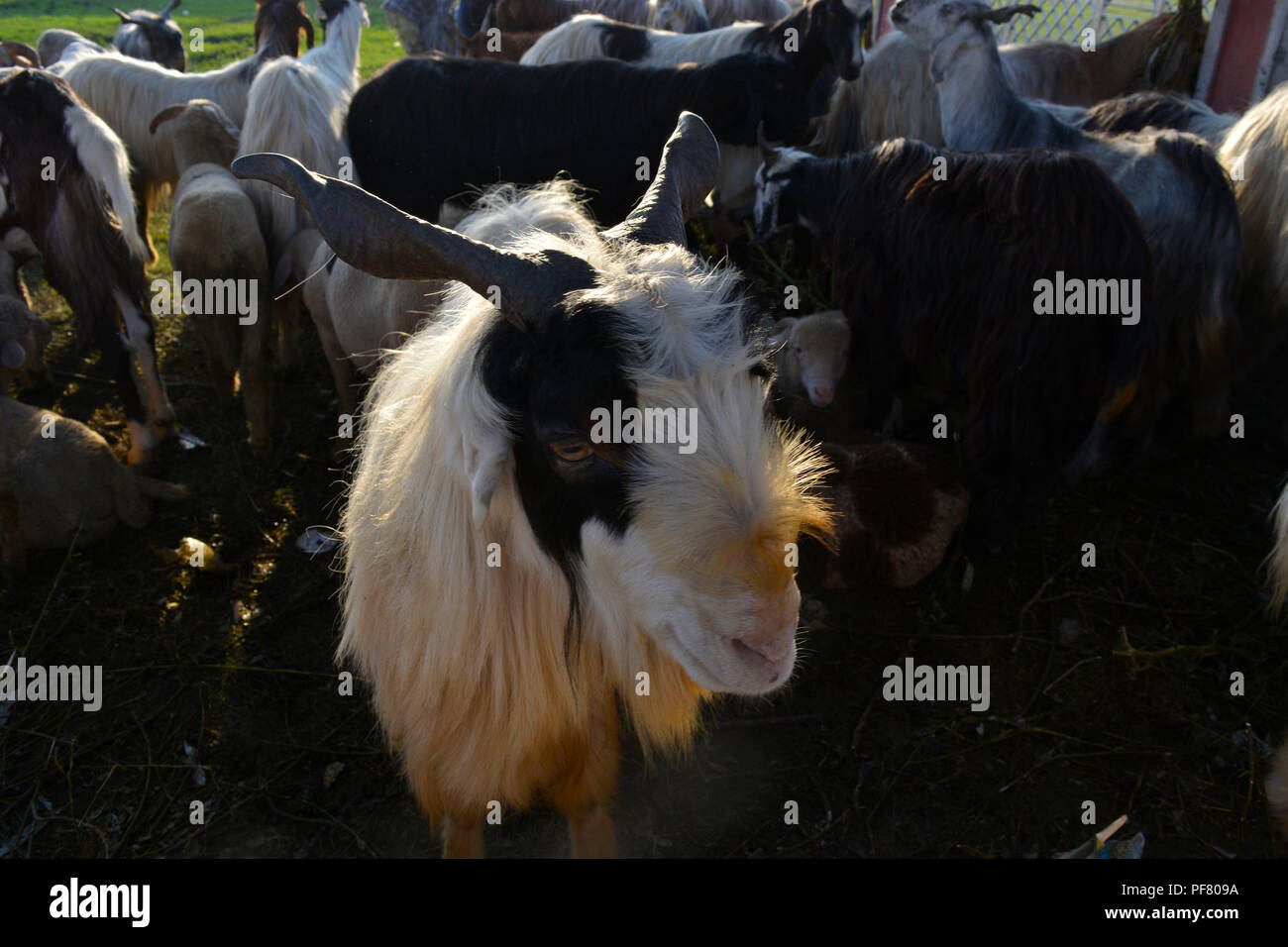 A herd of goat is seen kept for sale for the upcoming Muslim festival ...