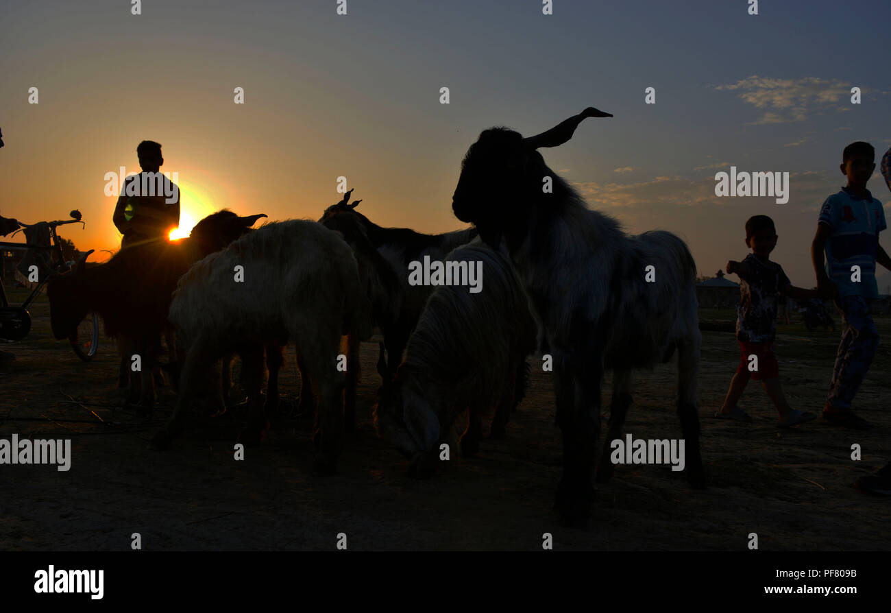A herd of goat is seen kept for sale for the upcoming Muslim festival ...
