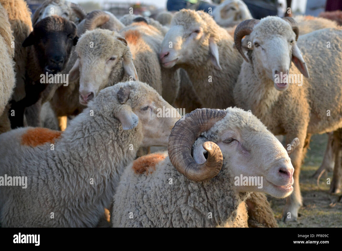 A herd of sheep is seen kept for sale for the upcoming Muslim festival ...