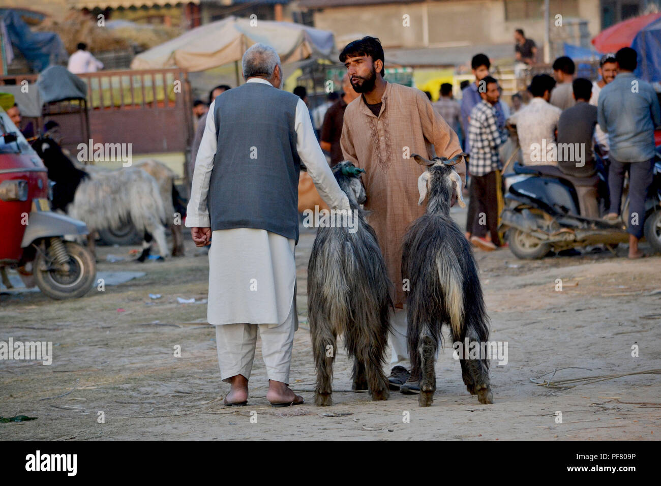 A Kashmiri Muslim seen buying goats for the upcoming Muslim festival ...