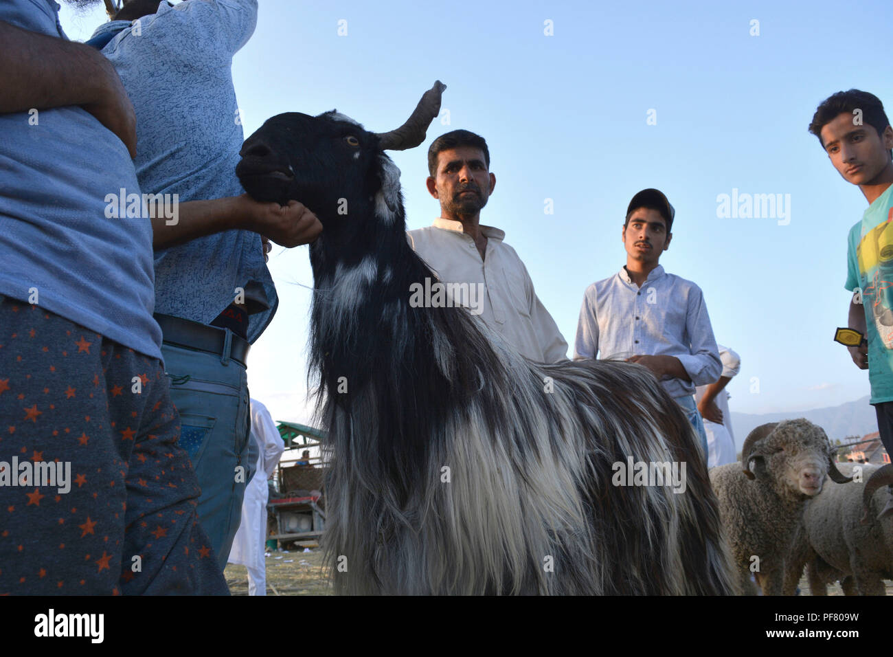 A Kashmiri goat seller seen waiting for customers for the upcoming ...