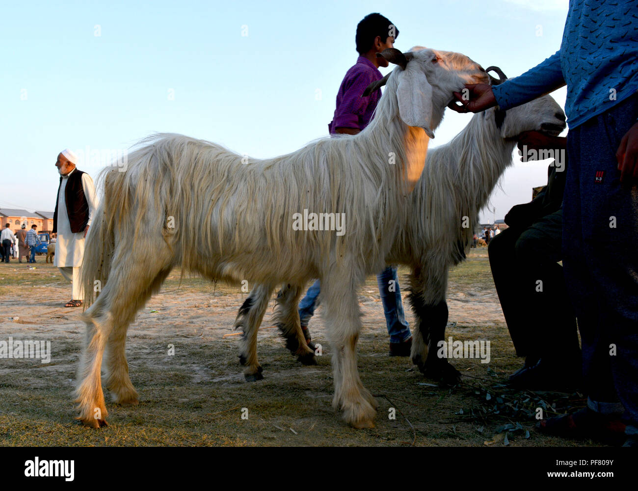 A Kashmiri goat seller seen waiting for customers for the upcoming ...