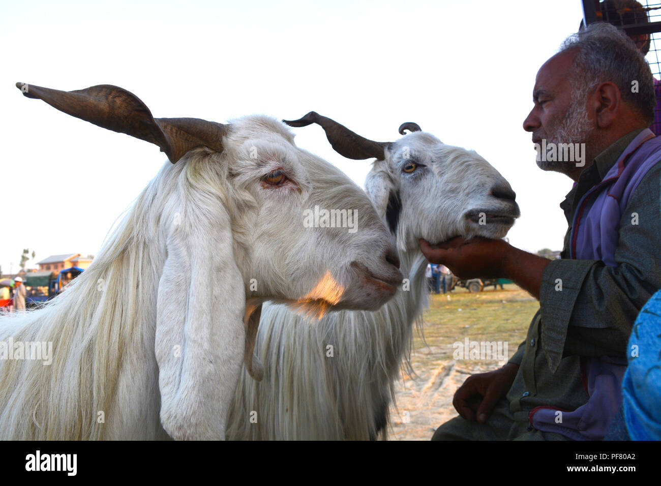 A Kashmiri Muslim seen buying goats for the upcoming Muslim festival ...