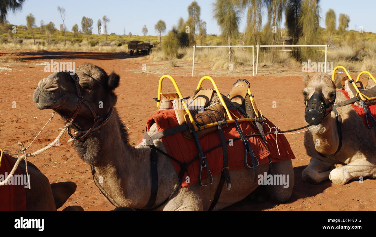 Uluru camel hi-res stock photography and images - Alamy