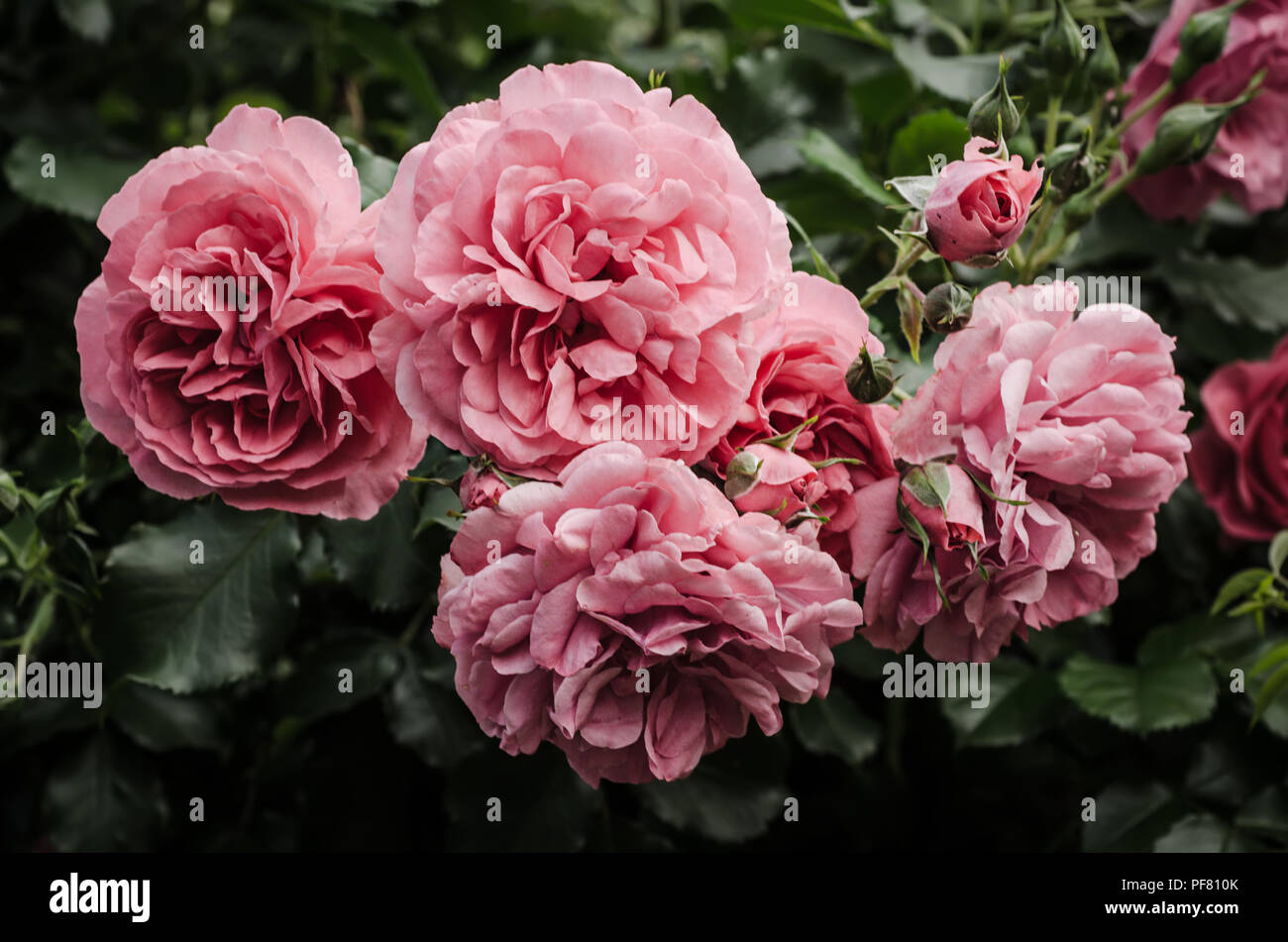 Pink roses garden Stock Photo - Alamy