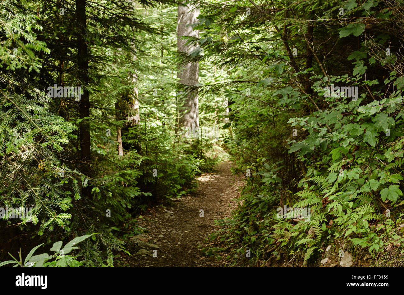 Summer green forest Stock Photo - Alamy