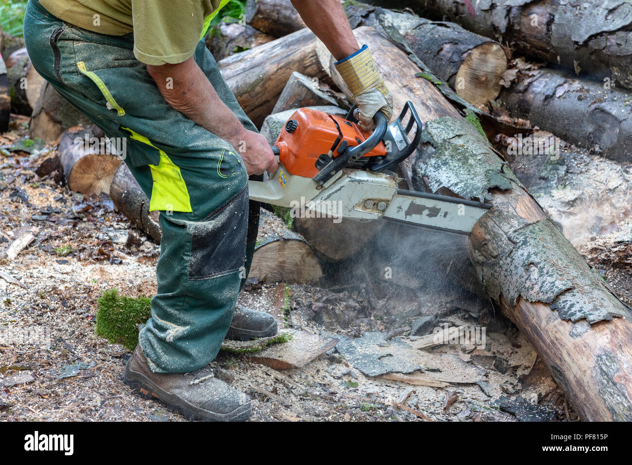 Lumberjack cutting trees with a chainsaw in forest Stock Photo - Alamy