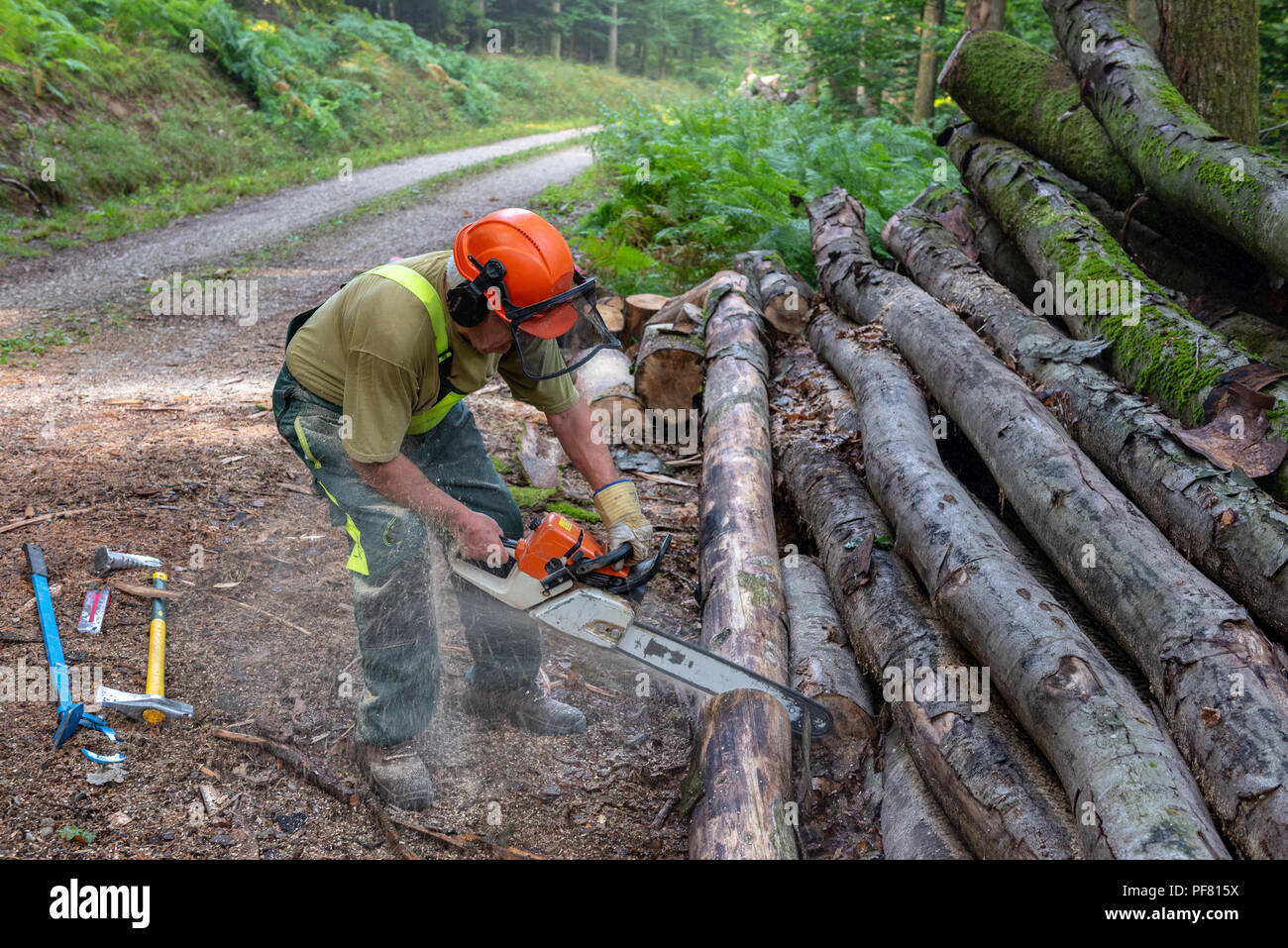Lumberjack cutting trees with a chainsaw in forest Stock Photo - Alamy
