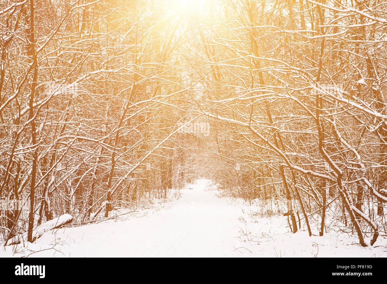 Winter forest with path Stock Photo - Alamy