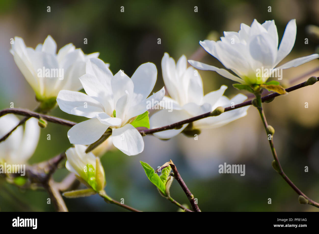 Magnolia spring flowers Stock Photo - Alamy