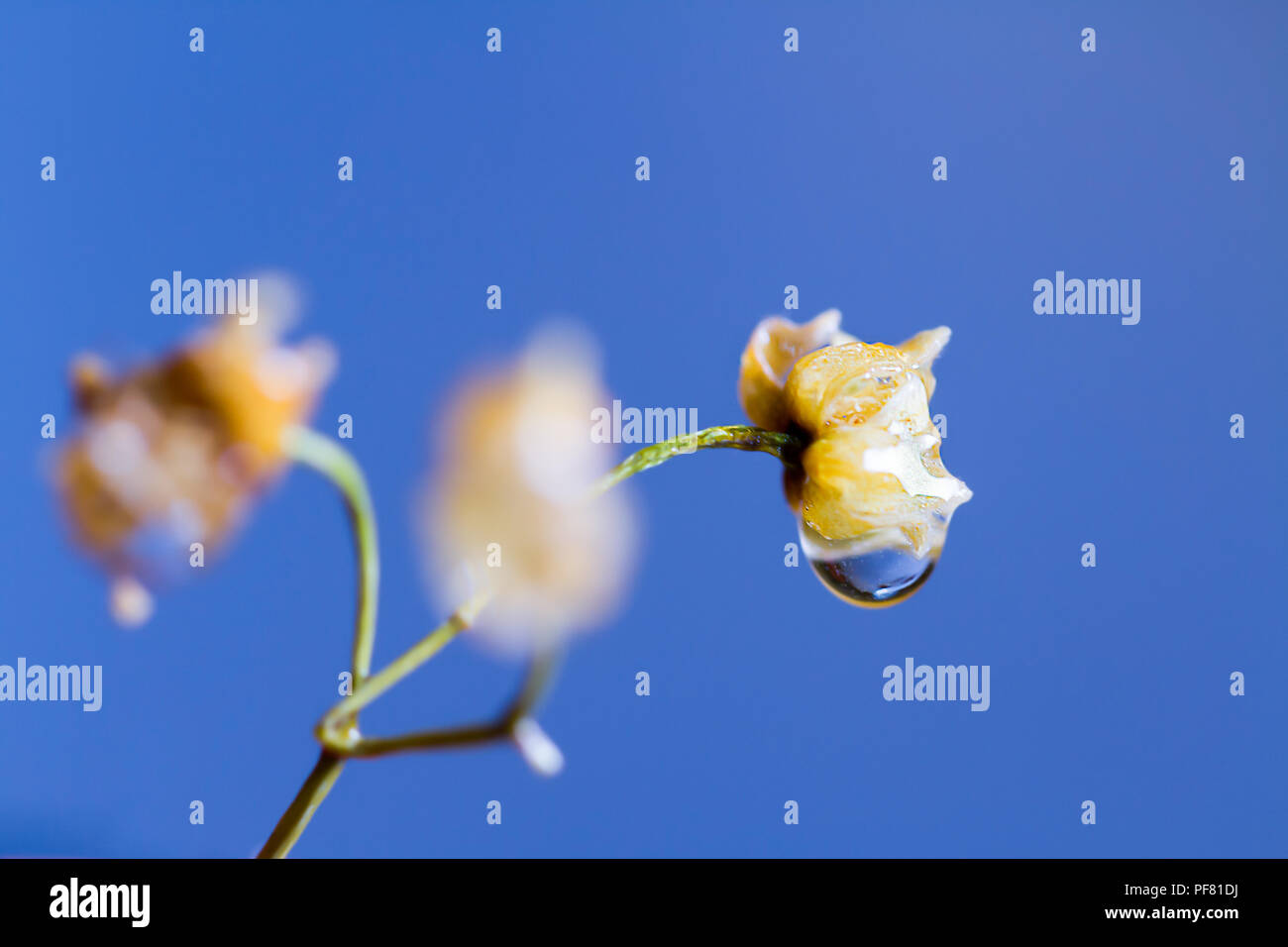flower with water drops Stock Photo - Alamy