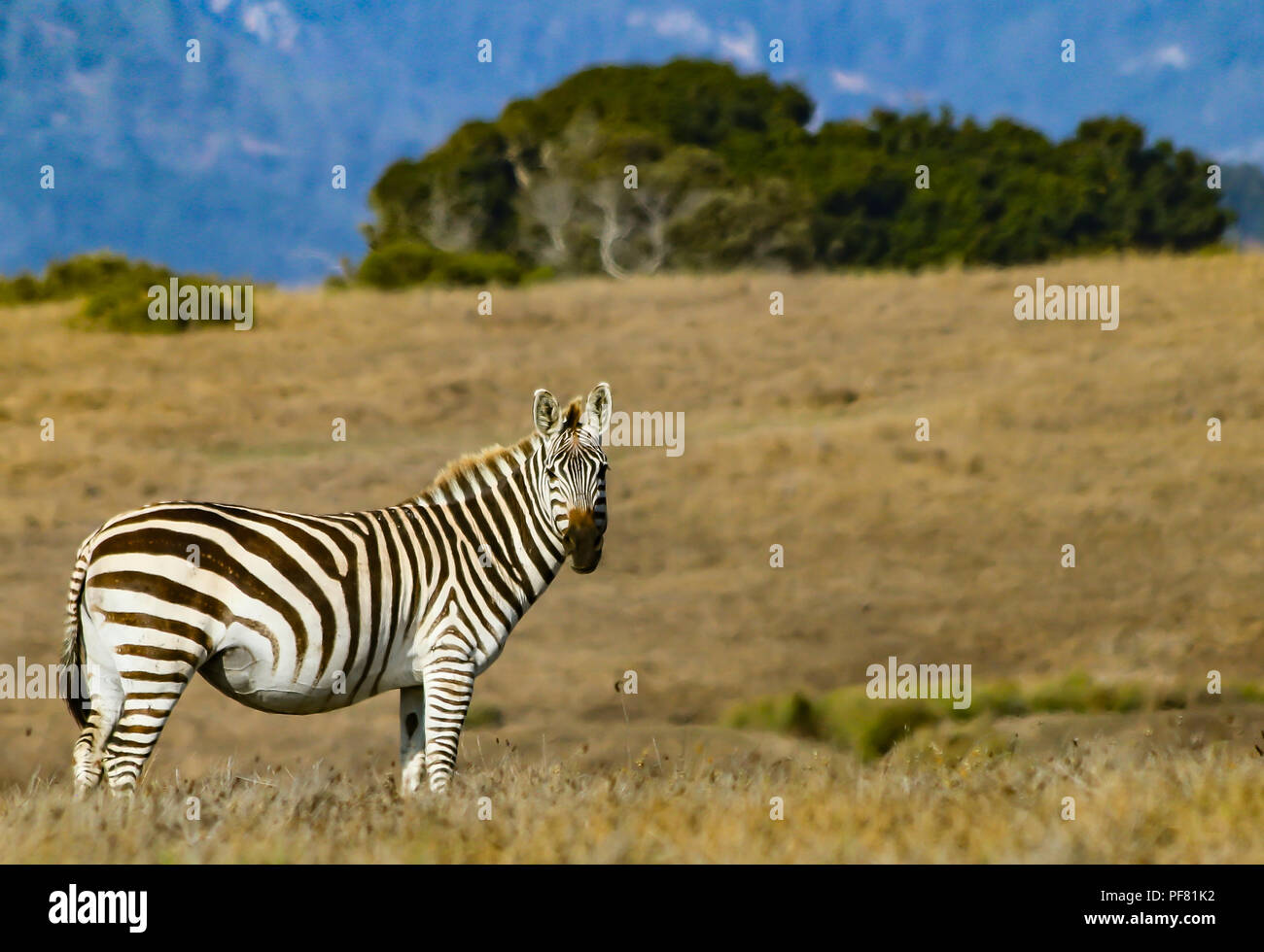 Wild Zebra on California central coast now roam with the cattle Stock ...