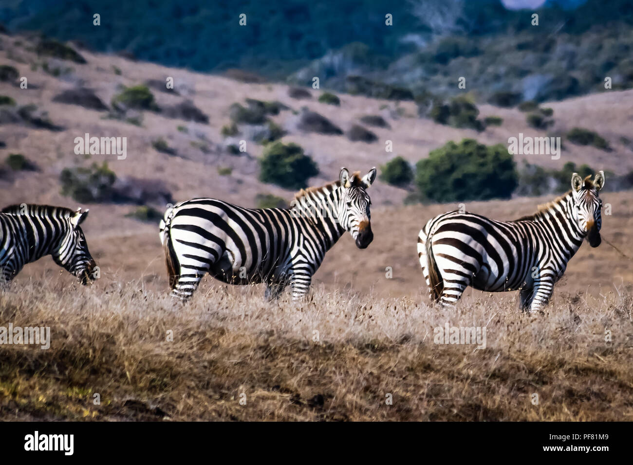 California hills cattle ranch hi-res stock photography and images - Alamy