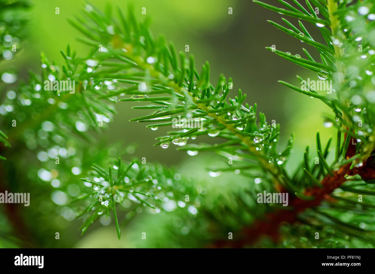 Wet pine tree Stock Photo - Alamy