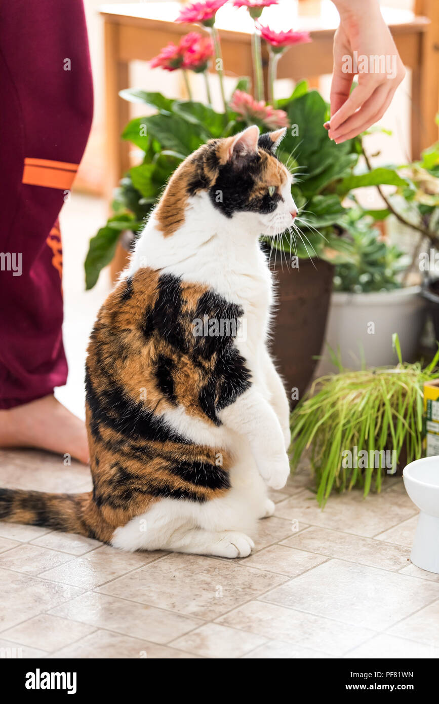 Hungry, funny calico cat sitting, standing on hind legs waiting ...