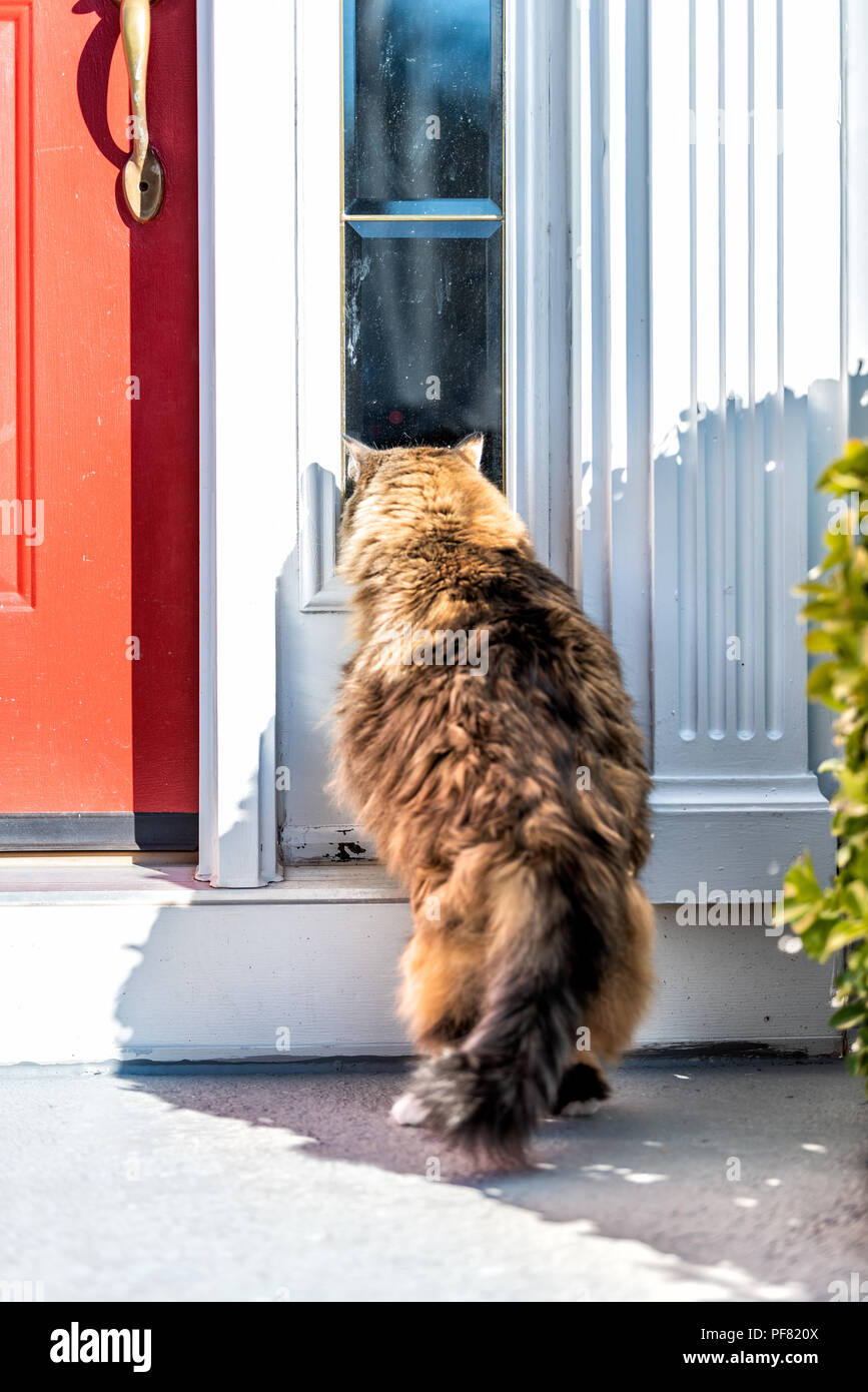 Back of one scared calico maine coon cat standing outside, in front of ...