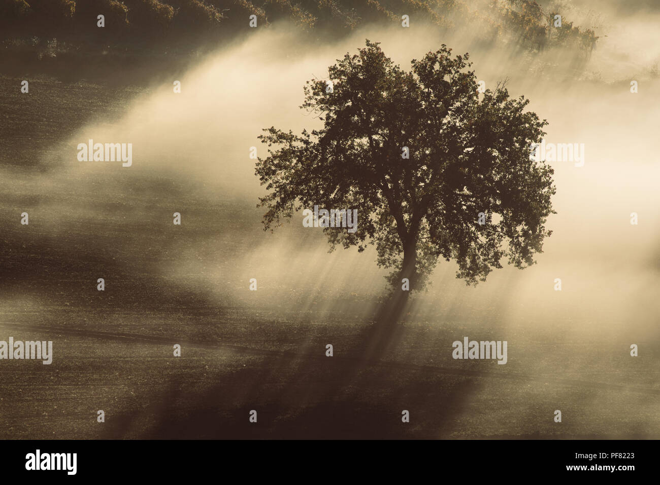 Single tree in the fog Stock Photo - Alamy