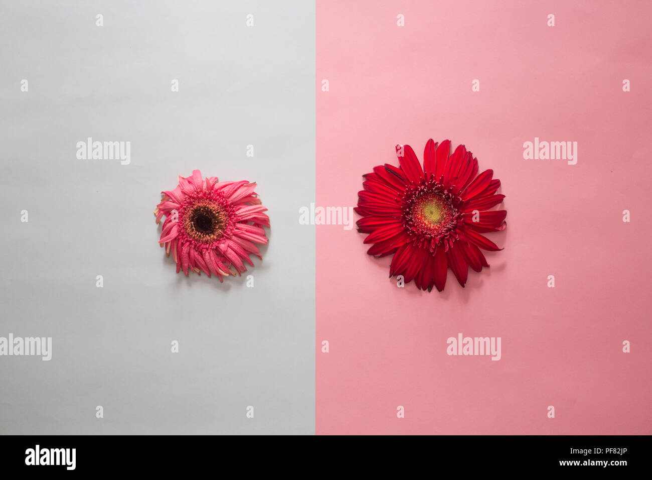 minimalist Flat lay, pastel colors, gerbera, fresh and faded Stock ...