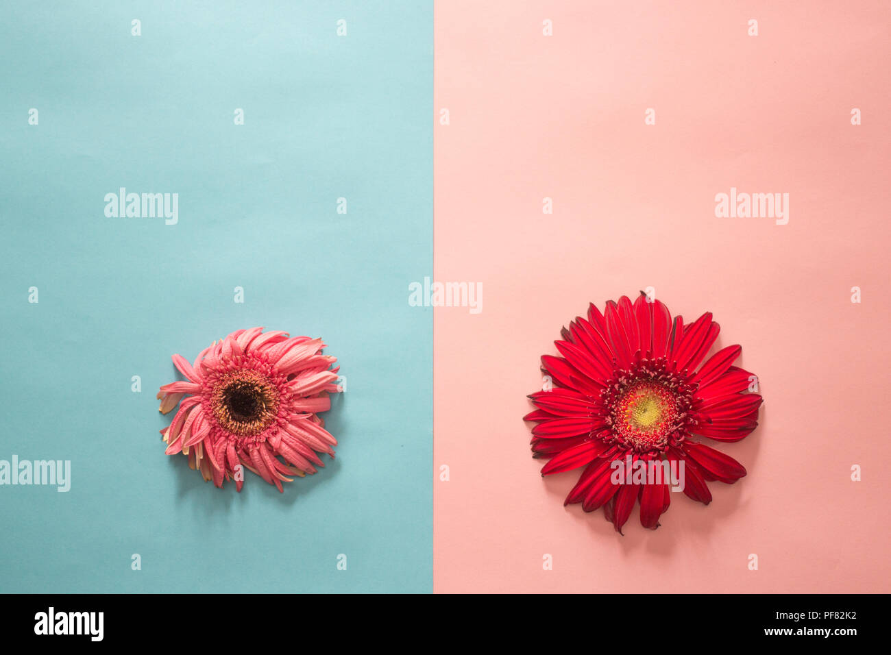 minimalist Flat lay, pastel colors, gerbera, fresh and faded Stock ...