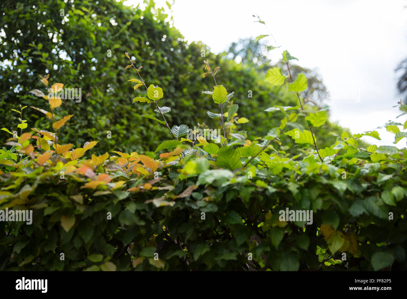 A lush and soft tree branch perturbing from a bush Stock Photo - Alamy