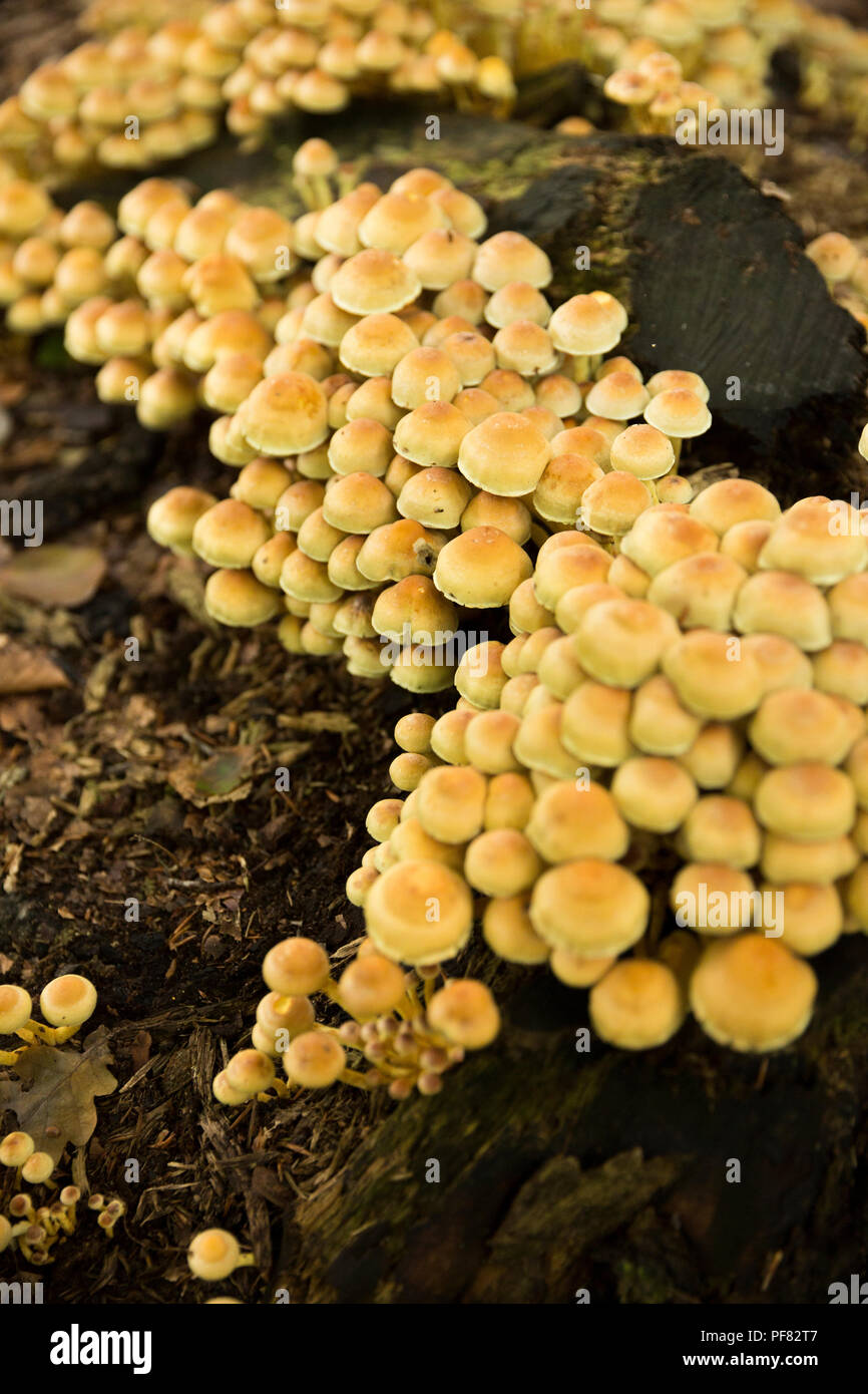 Lumped together hi-res stock photography and images - Alamy