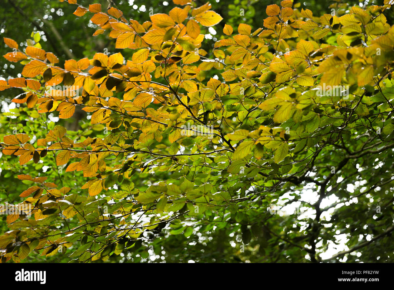 Malting plant hi-res stock photography and images - Alamy