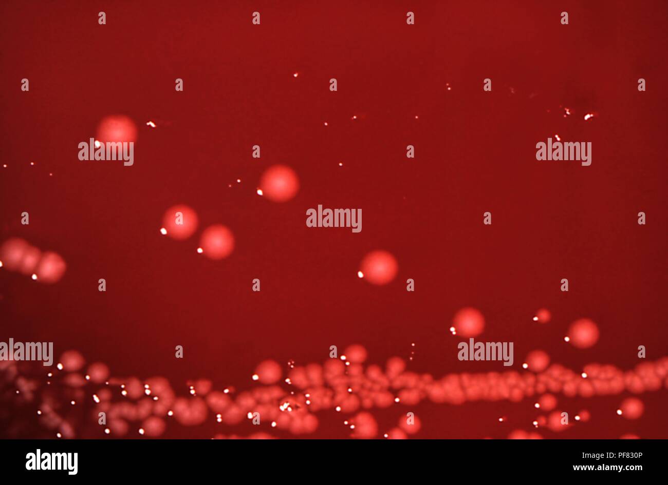 Colonial morphology of Gram-negative Shigella boydii bacteria on a ...