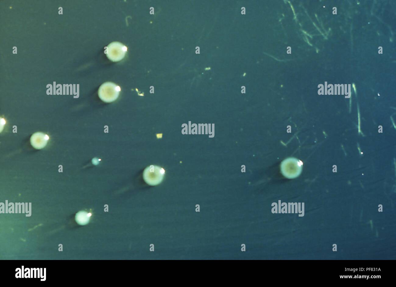 Colonial growth pattern of Providencia alcalifaciens bacteria cultured ...