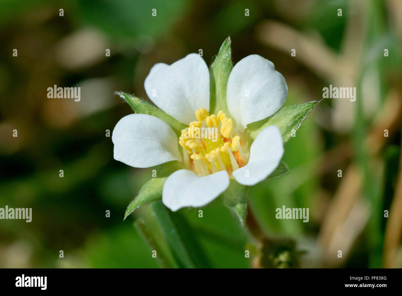 Barren flower hi-res stock photography and images - Alamy
