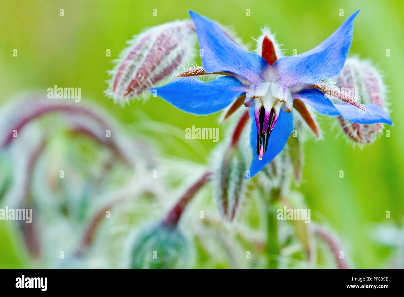 Borage (borago officinalis), close up of a single flower with buds ...