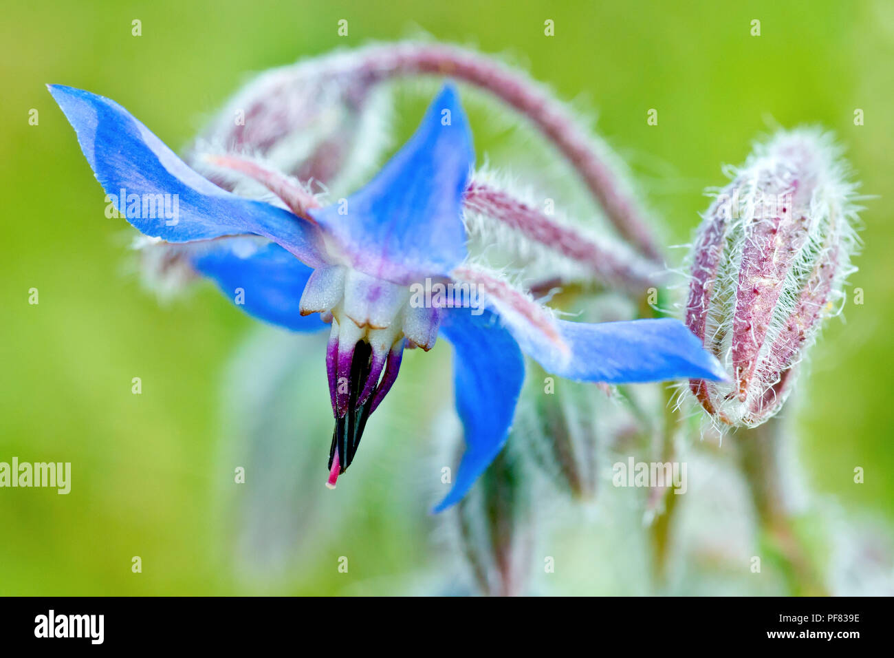 Borage (borago officinalis), close up of a single flower with bud Stock ...