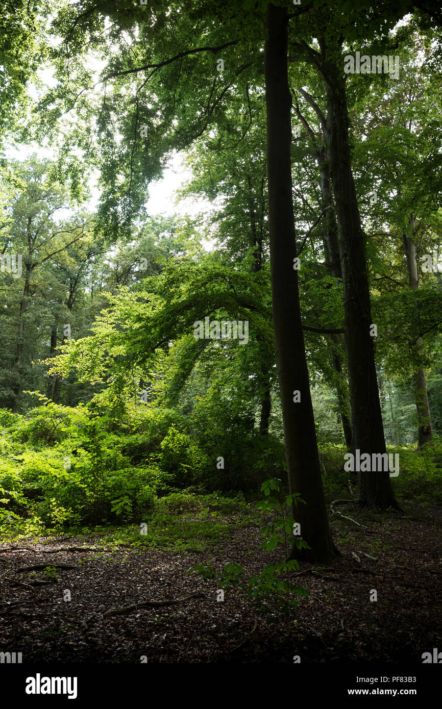 Light slowly leaking through the trees within a deep green forest Stock ...