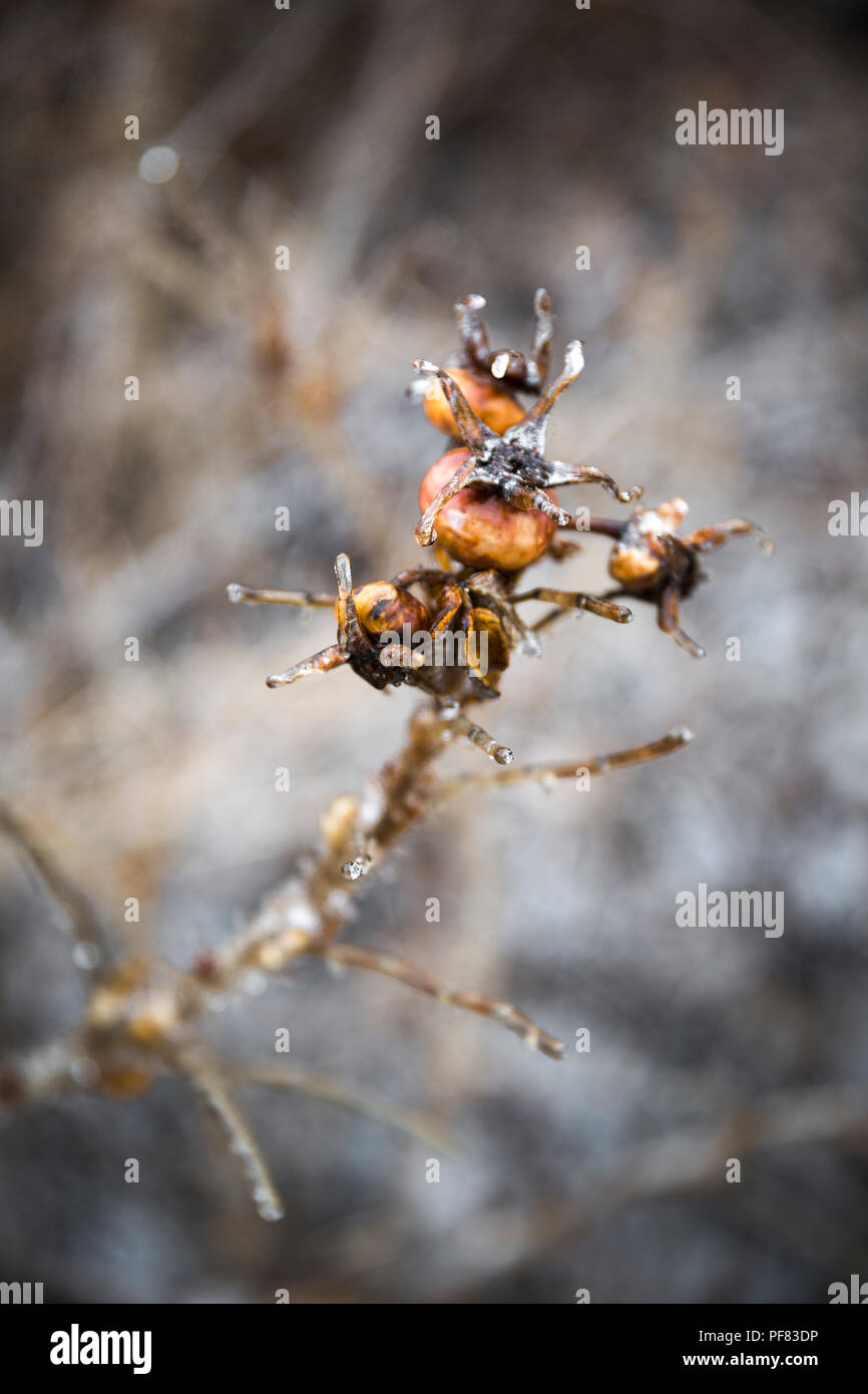 Frozen dead orange tree hi-res stock photography and images - Alamy