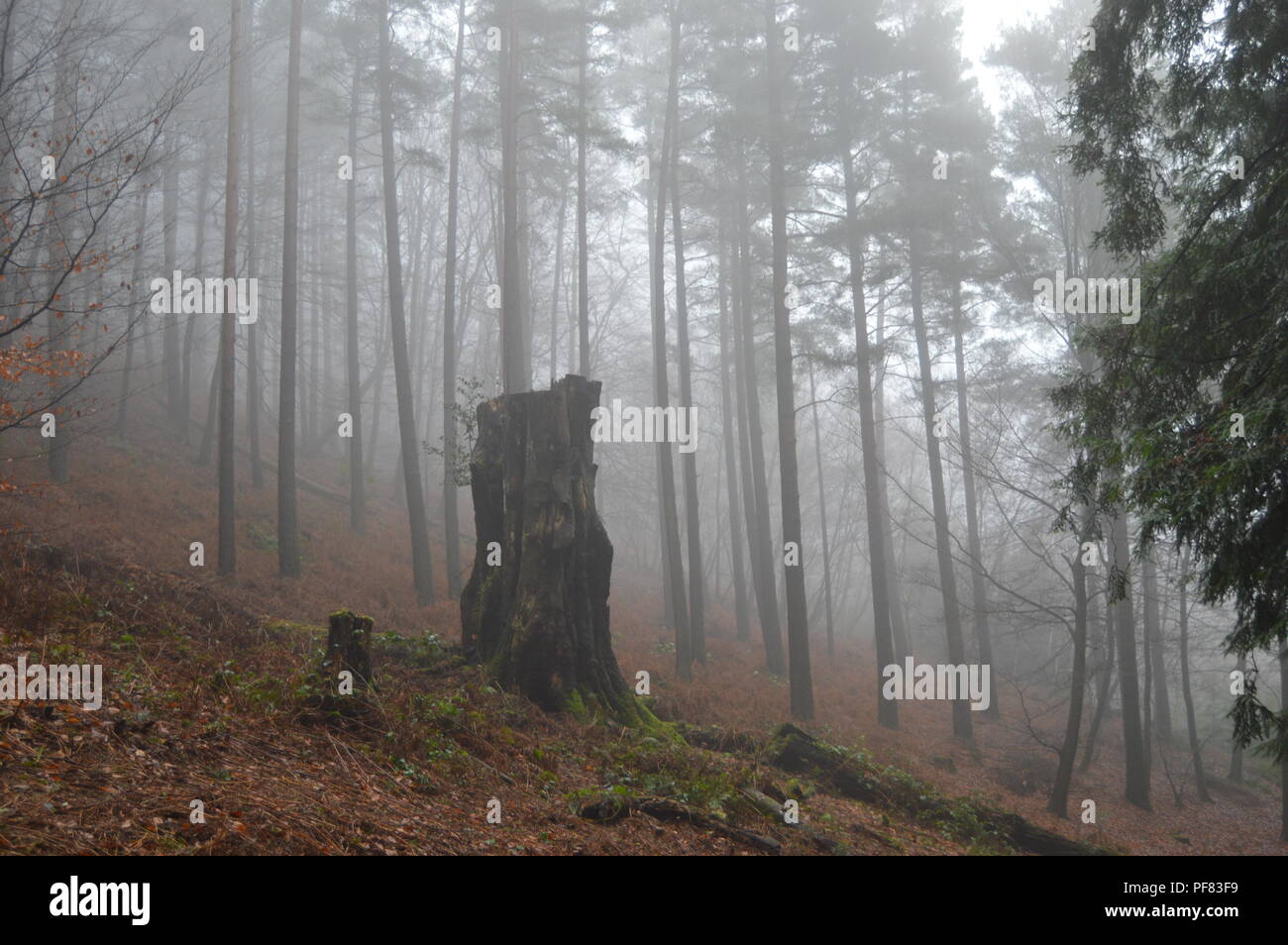 Walking through the treetops hi-res stock photography and images - Alamy
