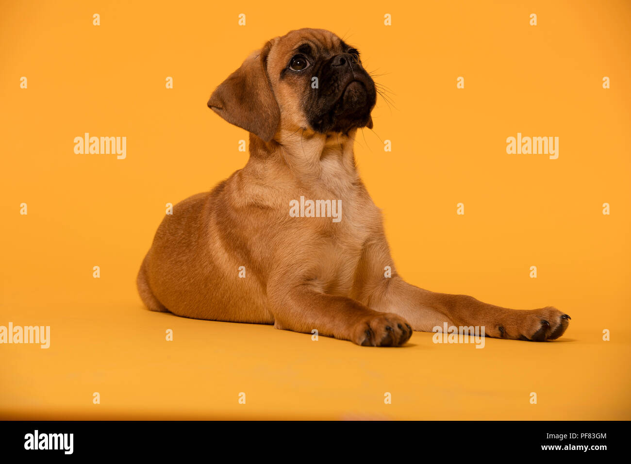 Studio shot of a Pug Puppy in front of a yellow/ orange backdrop Stock ...