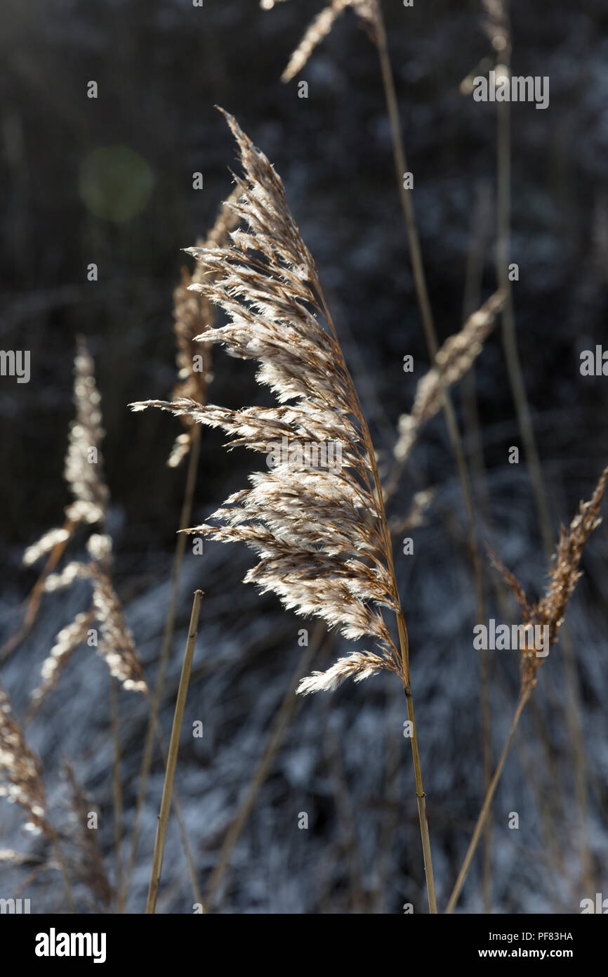 A old what like grass stilling hanging onto life during the winter ...