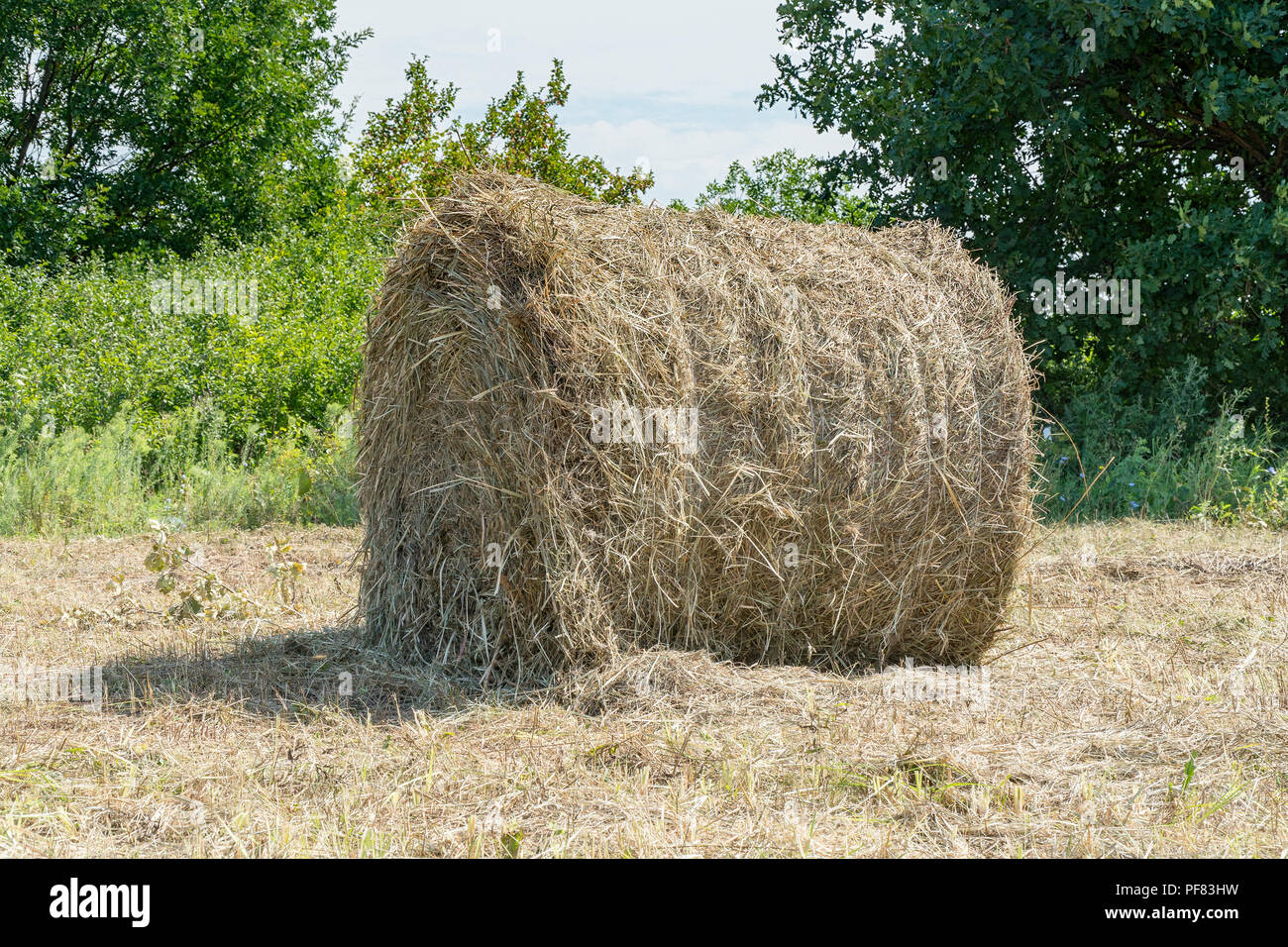 Hay rolls on the edge of forest Stock Photo - Alamy