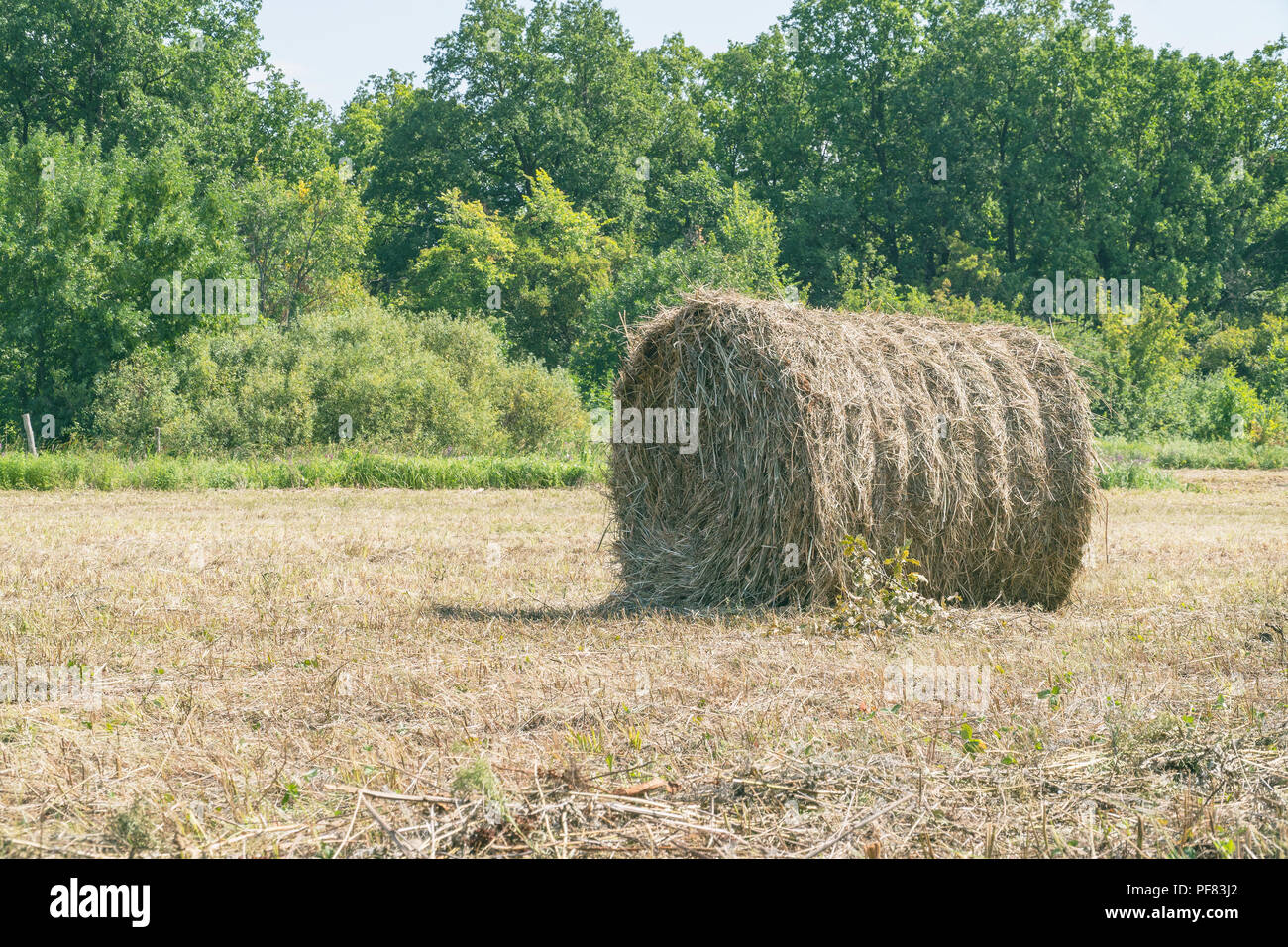 Hay rolls on the edge of forest Stock Photo - Alamy