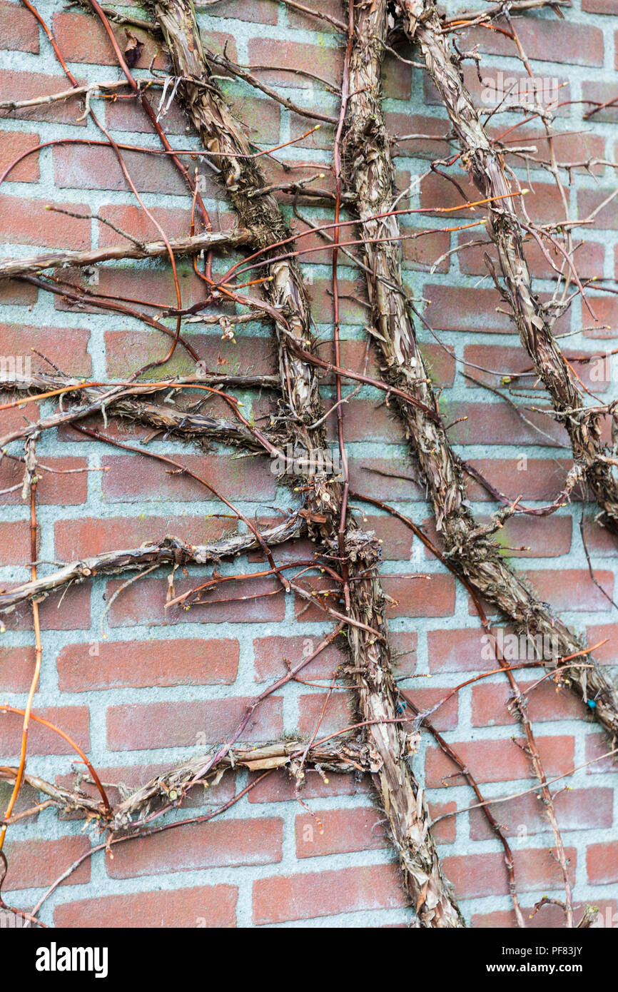 A brick wall with tree growing along side of it Stock Photo - Alamy